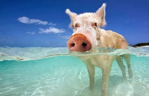 Travel Chew: Swimming with pigs the clear ocean waters of Major Cay island.