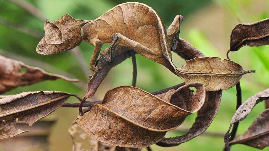 10 hiding insects and animals ... can you find them ? - optical illusions