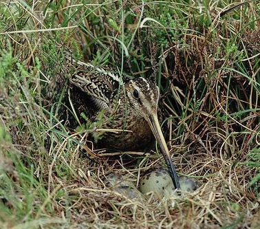 The Rattlin' Blog: Camp Creature - The Common Snipe