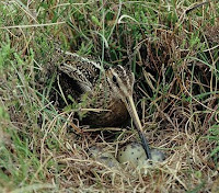 The Rattlin' Blog: Camp Creature - The Common Snipe