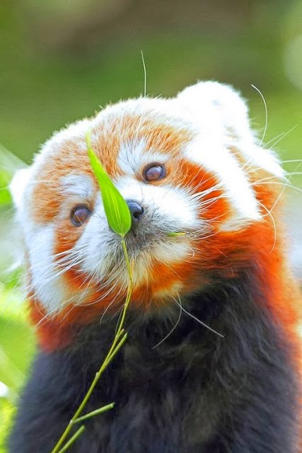 Red Panda Hypnotized by Leaf, Himalaya | Birds and Animals Collection