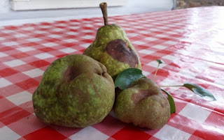 Divinebunbun's Rugged Rural Missouri: August 2013