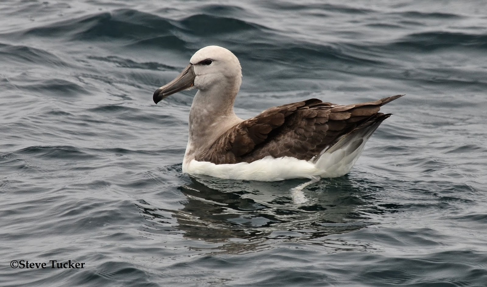 Debi Shearwater's Journeys: SALVIN'S ALBATROSS: Second Record for North ...
