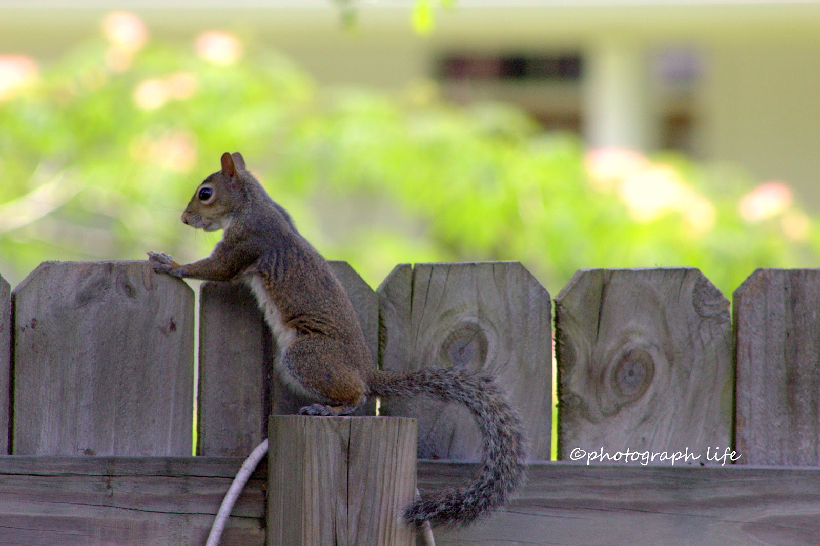 Photograph Life: ABC Wednesday | Squirrel