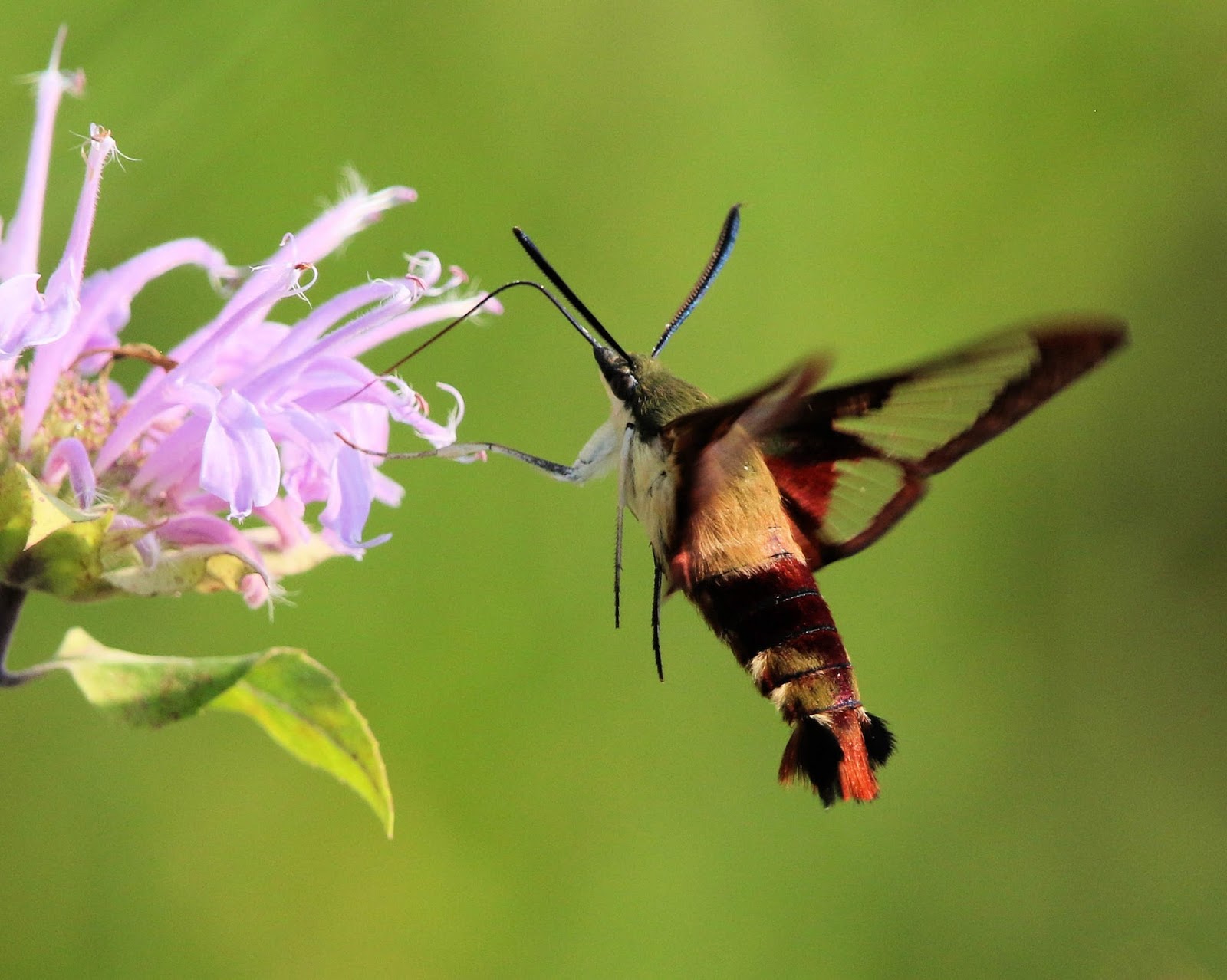 Birds from Behind : Moths and More!...