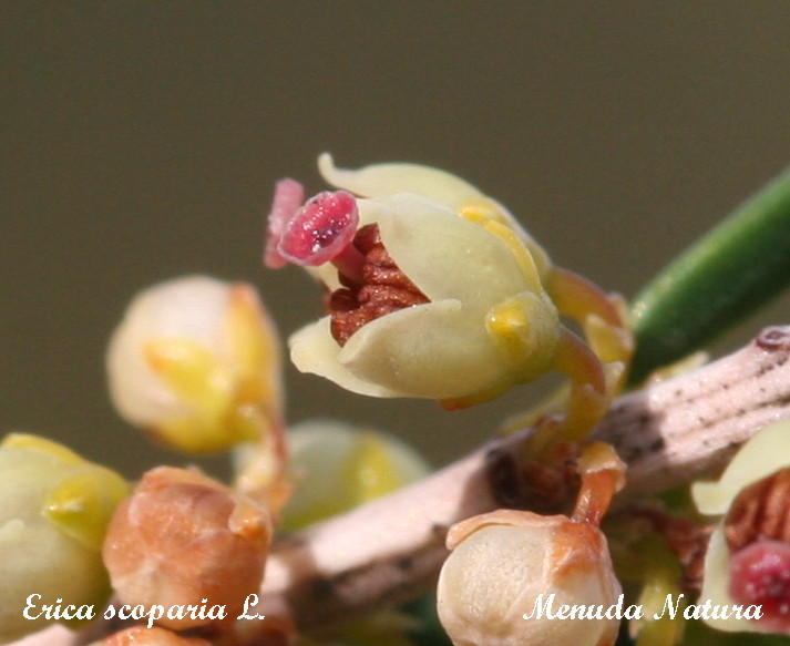 Menuda Natura: Erica scoparia L.