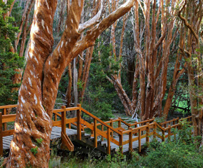 CONOZCAMOS LA ARGENTINA: EL BOSQUE LOS ARRAYANES UN LUGAR ÚNICO EN EL MUNDO