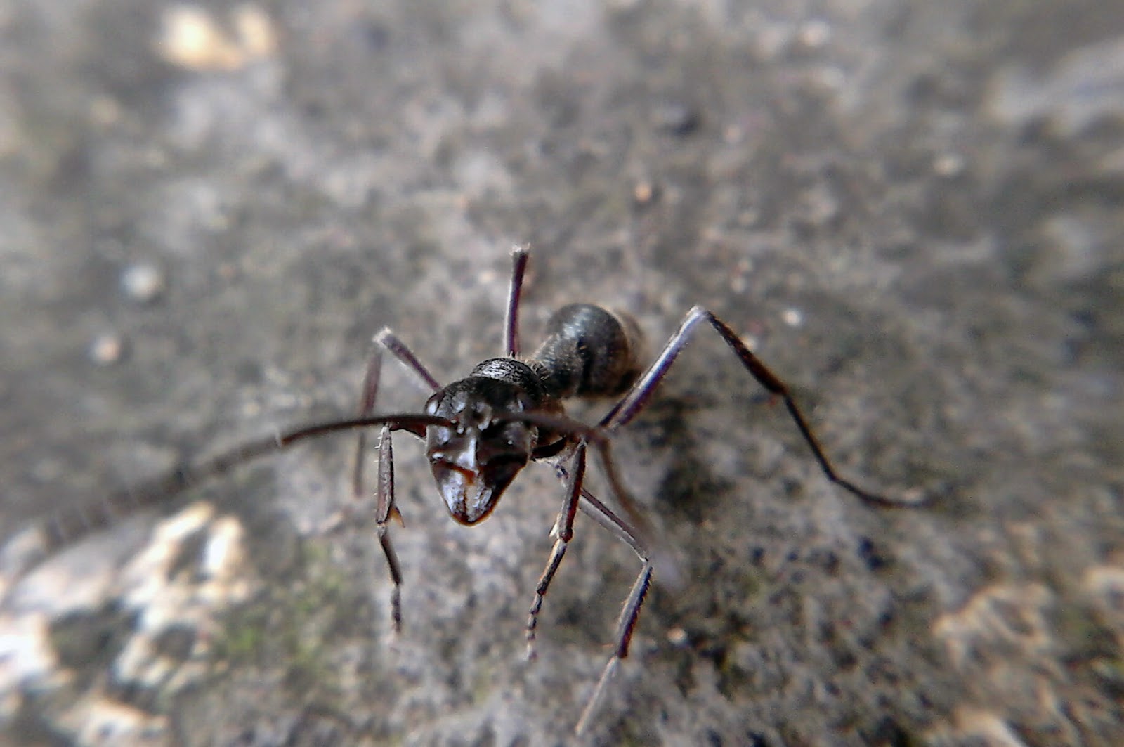 Semut Hitam Dan Semut Item | SalPret