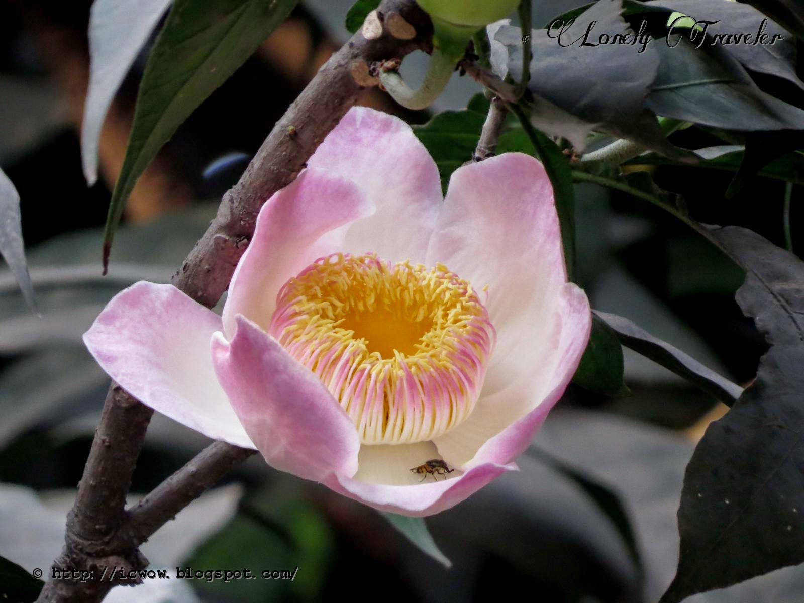 Majestic Heaven Lotus - Gustavia augusta