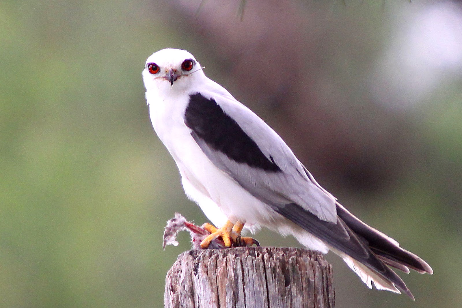 Bellas Aves de El Salvador: Elanus leucurus (gavilán cola blanca o ...