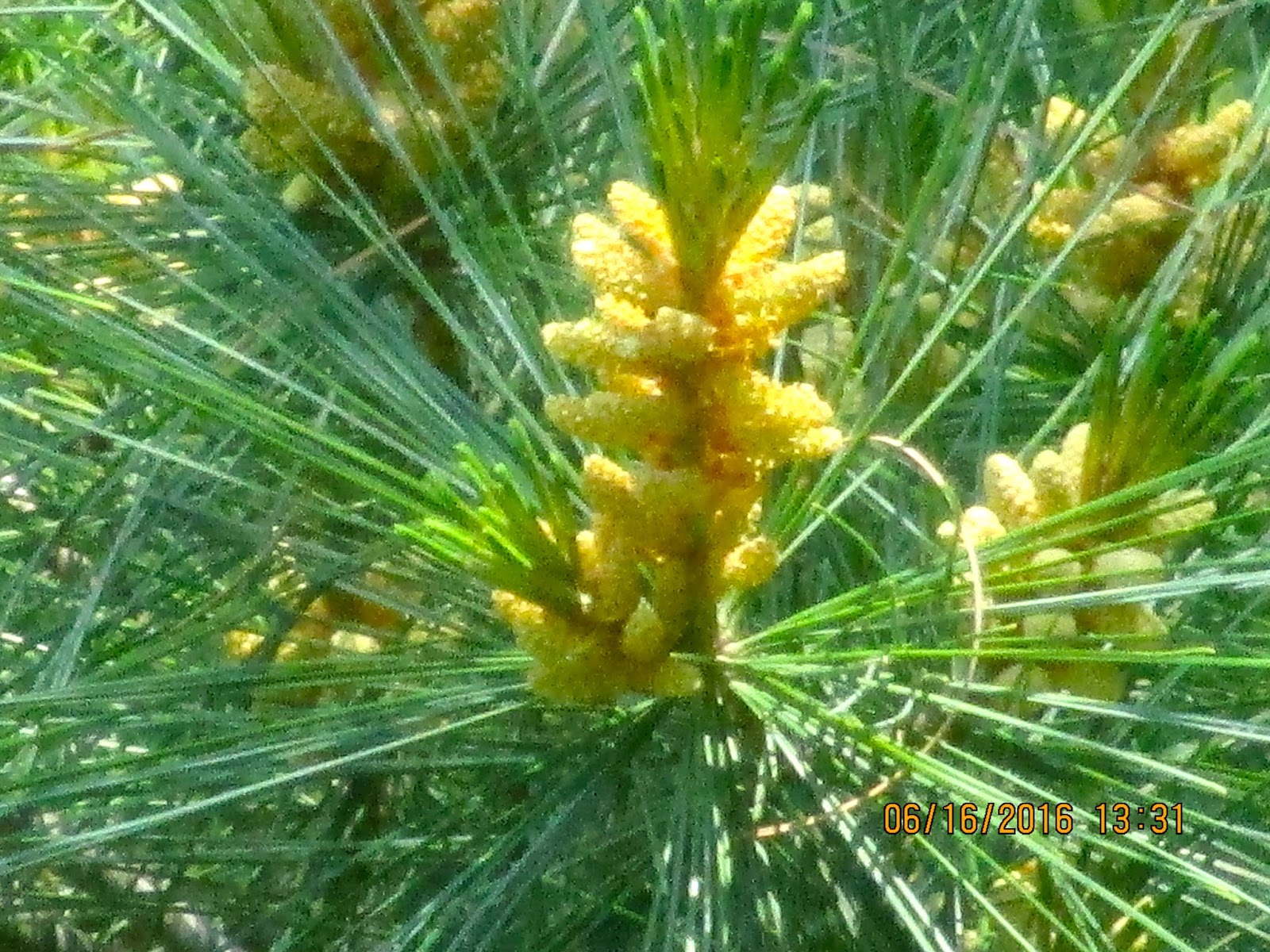 Art's Bayfield Almanac: WHITE PINES ARE SHEDDING POLLEN