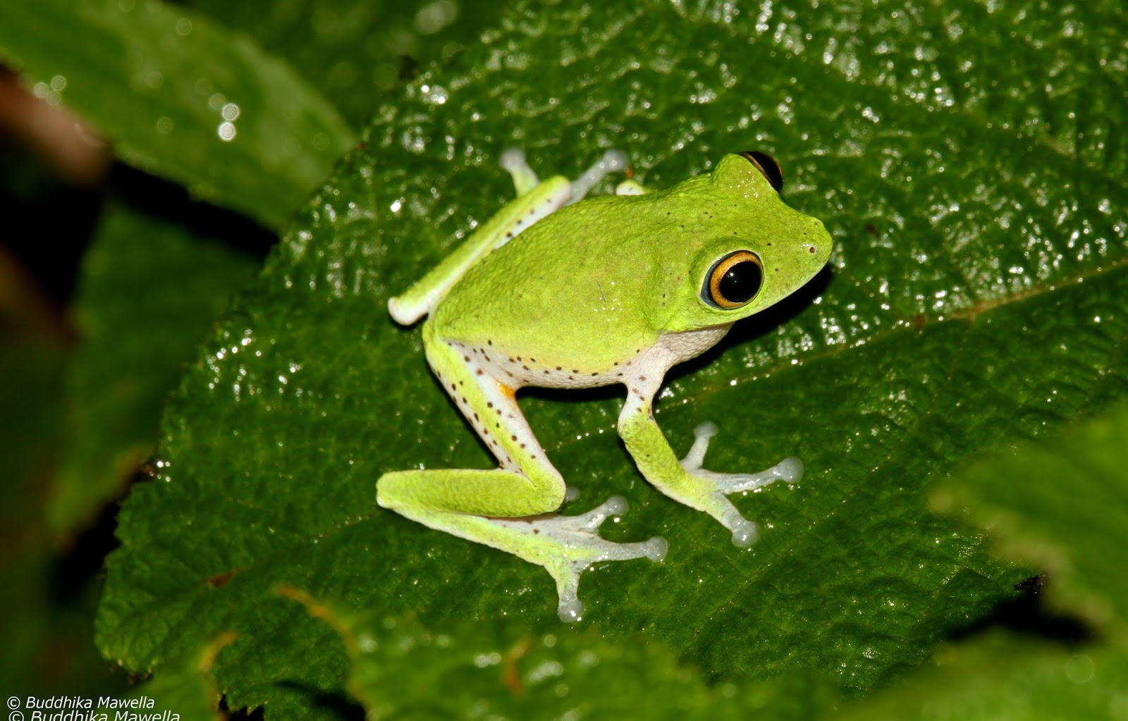 Lanka Nature Summary: Moore's shrub frog (Pseudophilautus mooreorum)