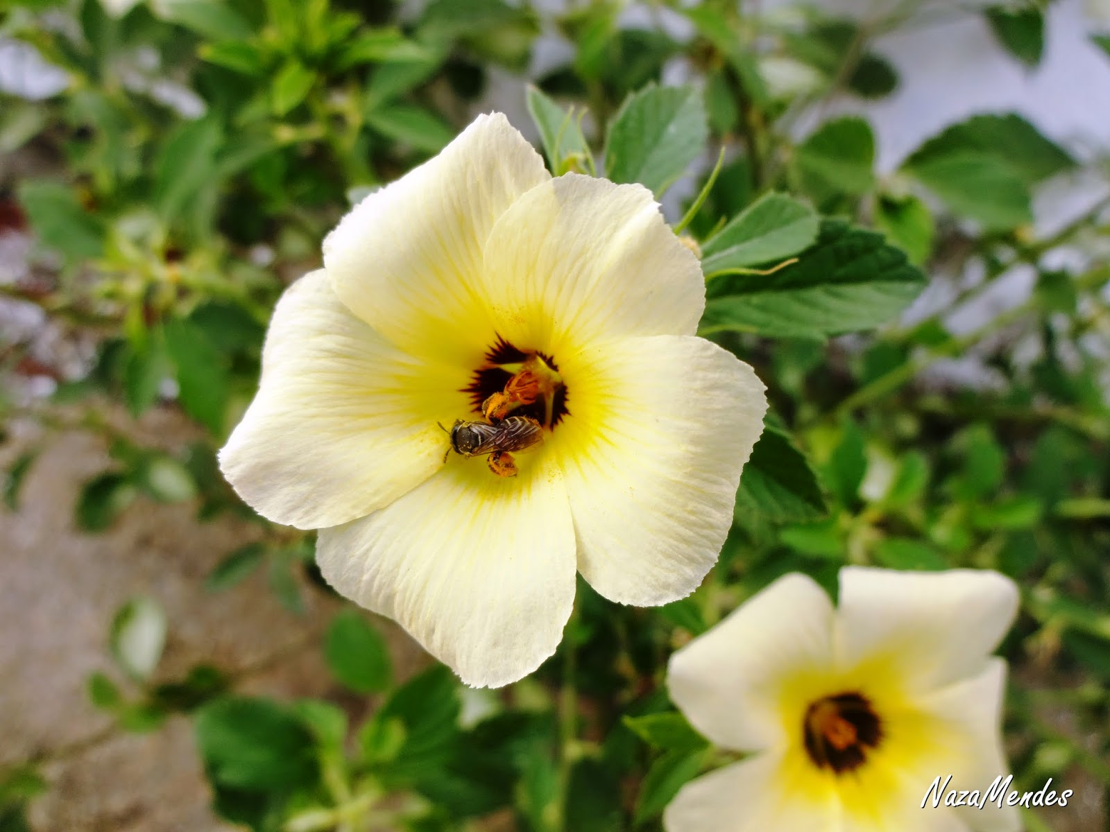 Brasil Insetos!!! Do Caçadores de Insetos!!!: Flor Chanana ou Xanana ...