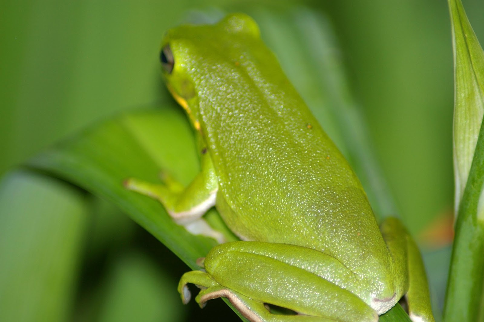 So I Married a Herpetologist: Pensacola - White Sand Beaches and ...