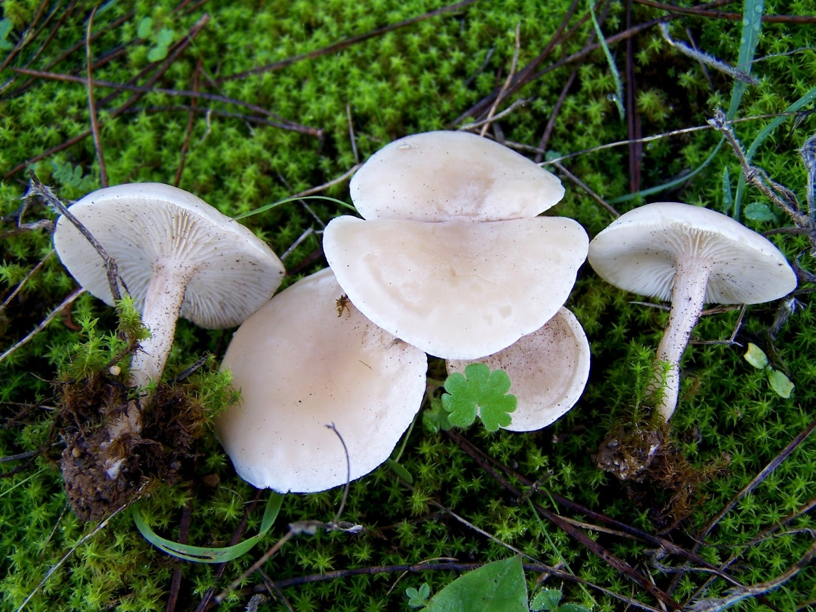 Setas Extremadura : Clitocybe Phaeophthalma