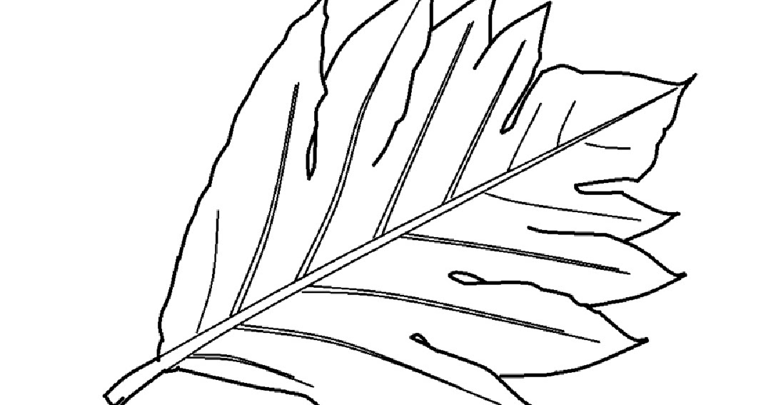 Mewarnai Gambar: Mewarnai Gambar Sketsa Daun 2