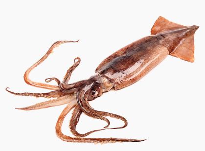 Sewaktu mengikuti ibu kepasar, boni menjumpai hewan dengan ciri sebagai ...