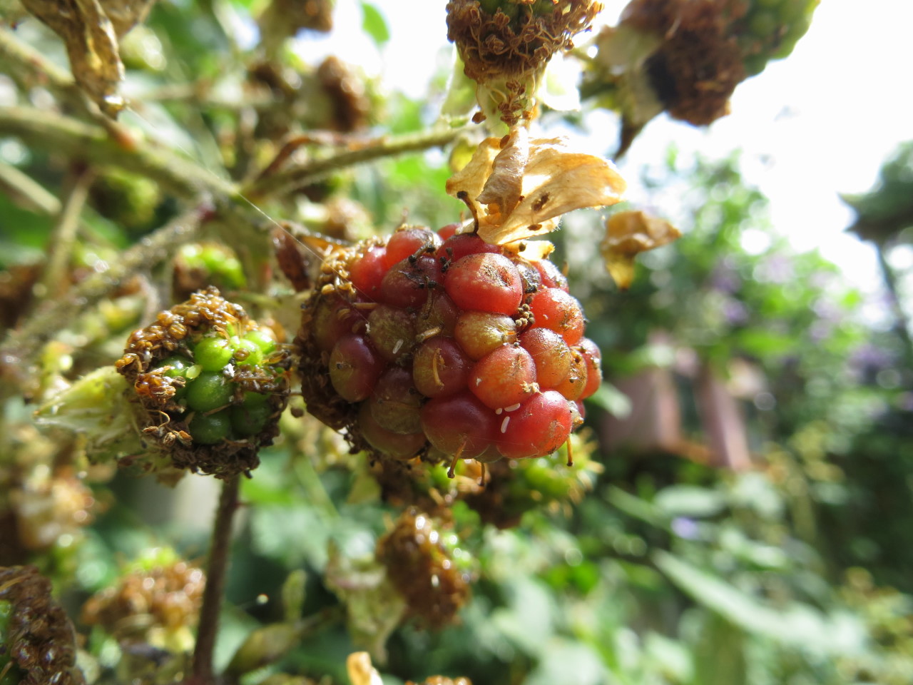 God is in de stilte: De braam van knop naar vrucht