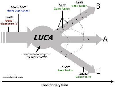 Scientists might have found the common ancestor that unites all life on ...