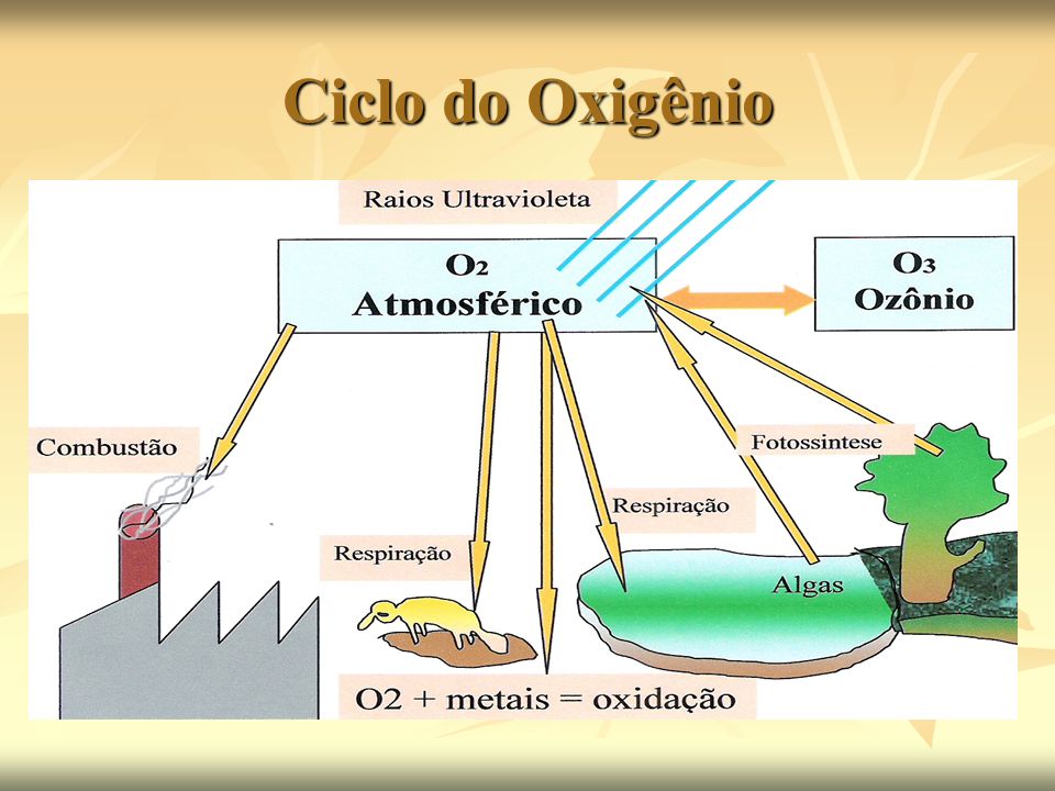 Biologia Na Escola: Os Ciclos Biogeoquímicos