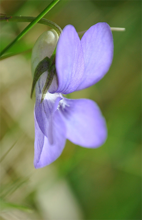 Nicolette's Notebook: Sweet Violets...