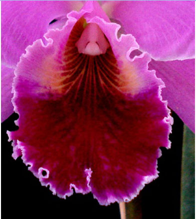 CLASSIFICAÇÃO CROMÁTICA DA FLOR E CONFIGURACIONAL DO MULTIFORMISMO DE ...