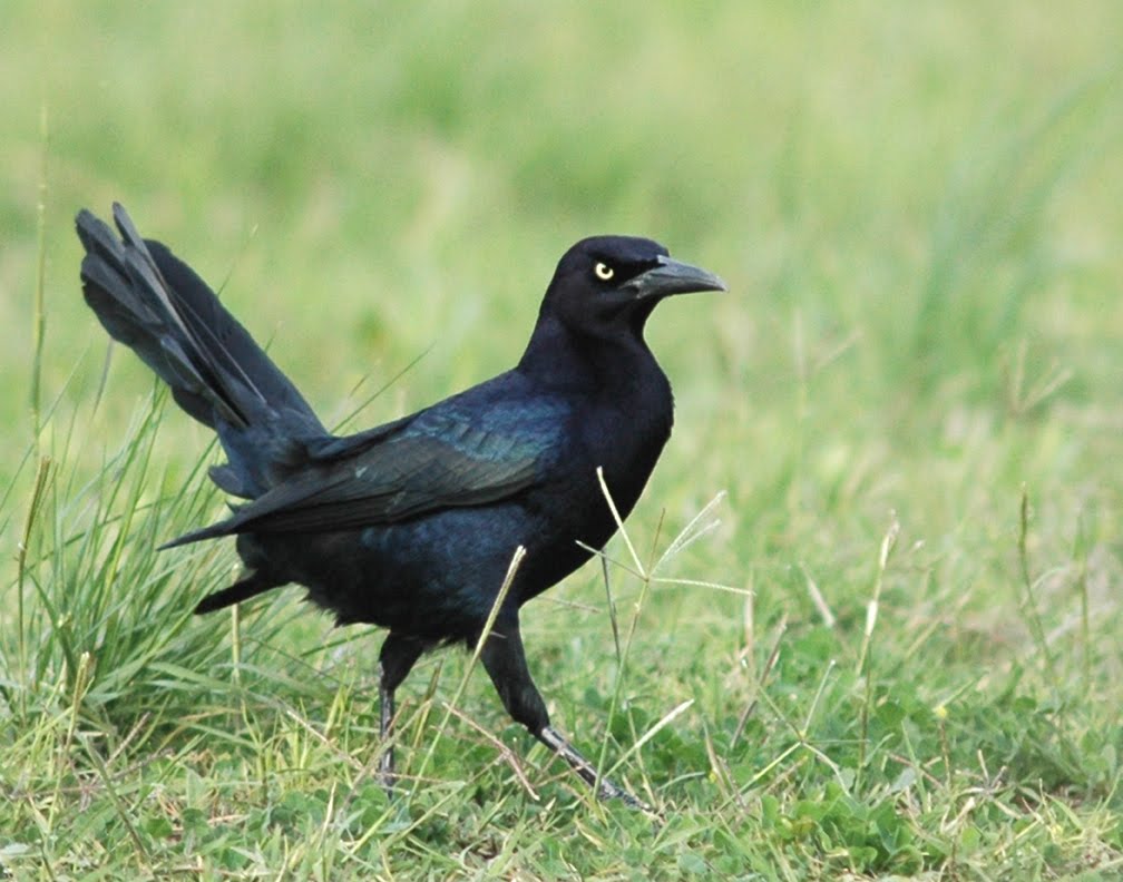 The Grackle Cackle