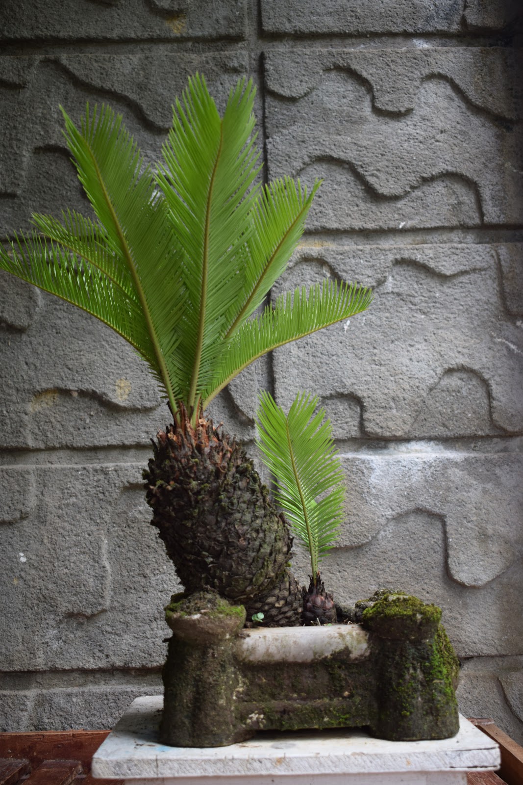 BONSAI ART AND HOME GARDENING
