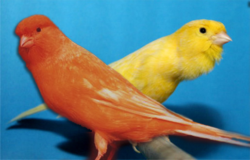 Tentang Burung di Indonesia: TIPS DAN CARA MERAWAT BURUNG KENARI