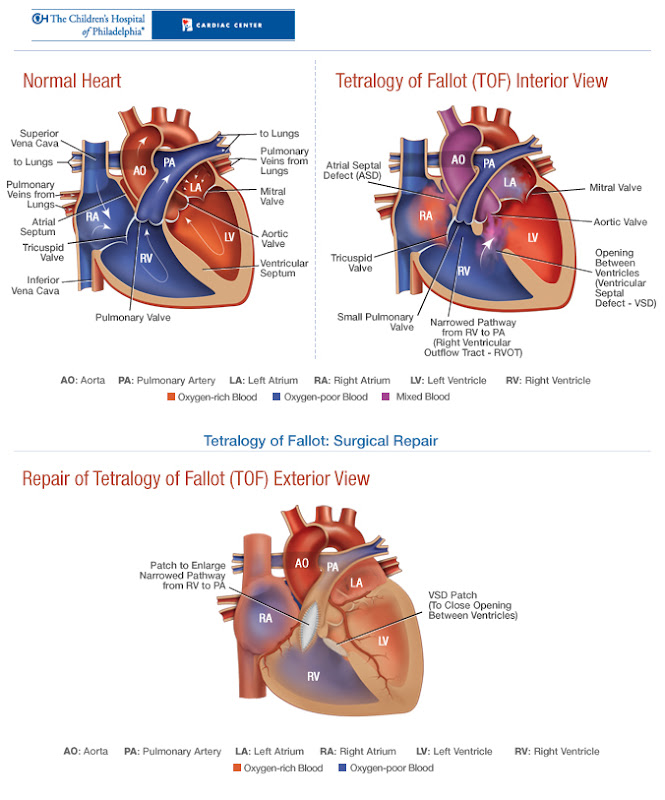 Baby Claire's Blog: Just the facts ma'am