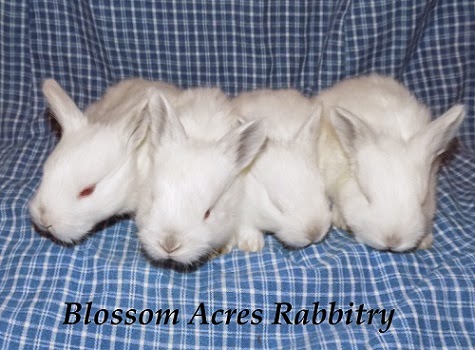 Blossom Acres Farm & Rabbitry: Part 4: Getting Started in Rabbits ...