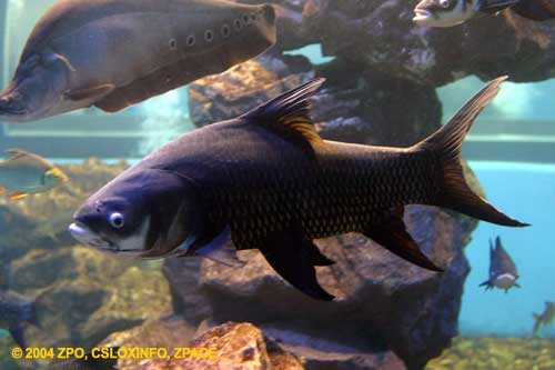 allaquarium: ปลากระโห้ (Giant Barb)