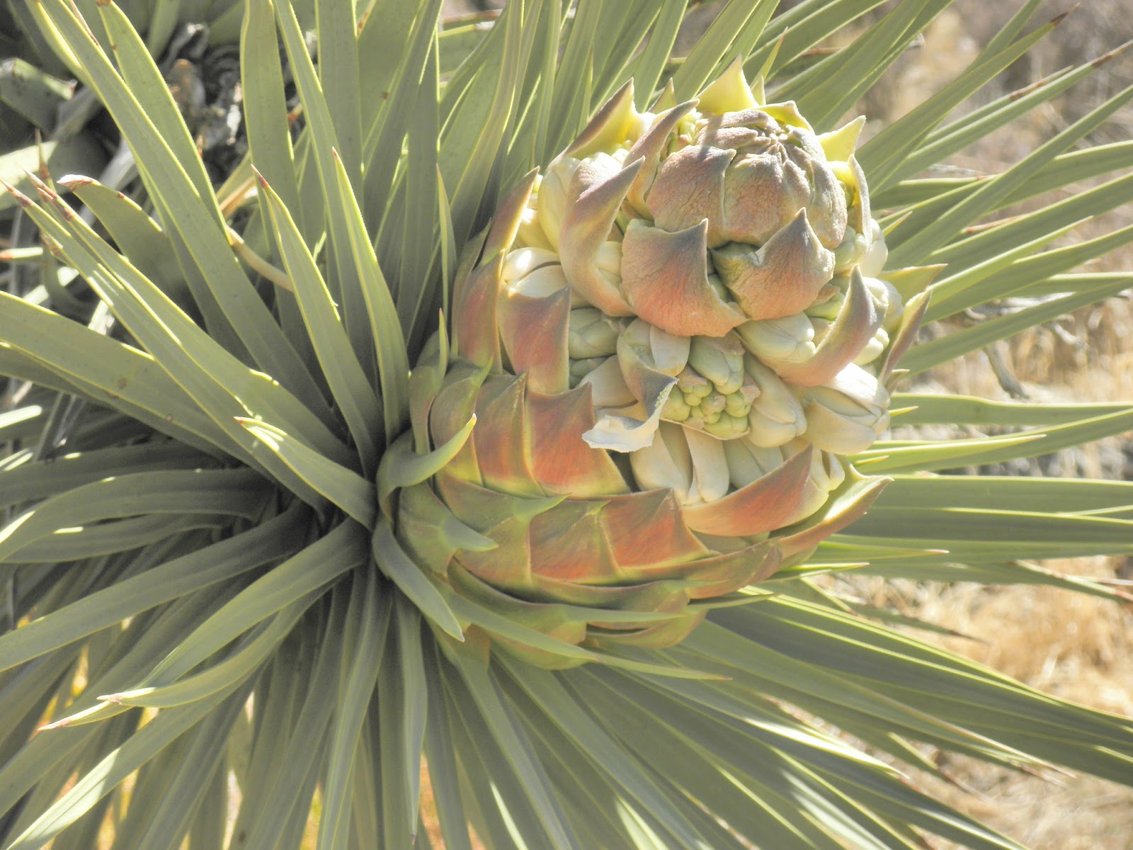 Festive Fibers: Travel; Food Color and Pattern