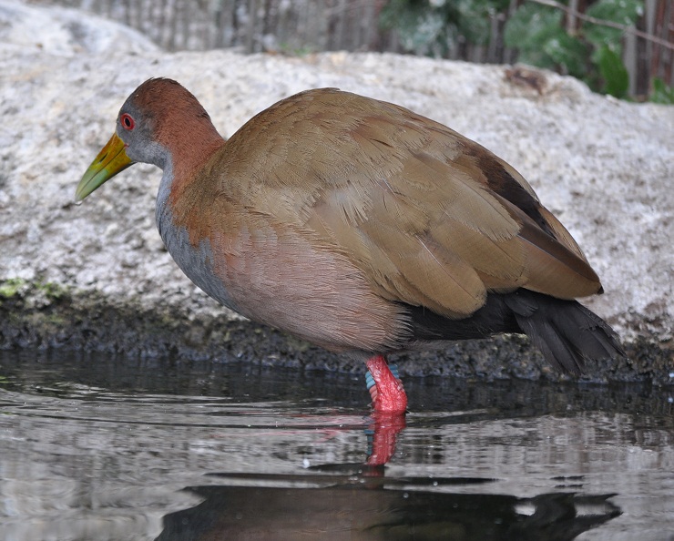 ZOOTOGRAFIANDO (6.100 ANIMALS): RASCÓN DE CUELLO ROJO / GIANT WOOD-RAIL ...