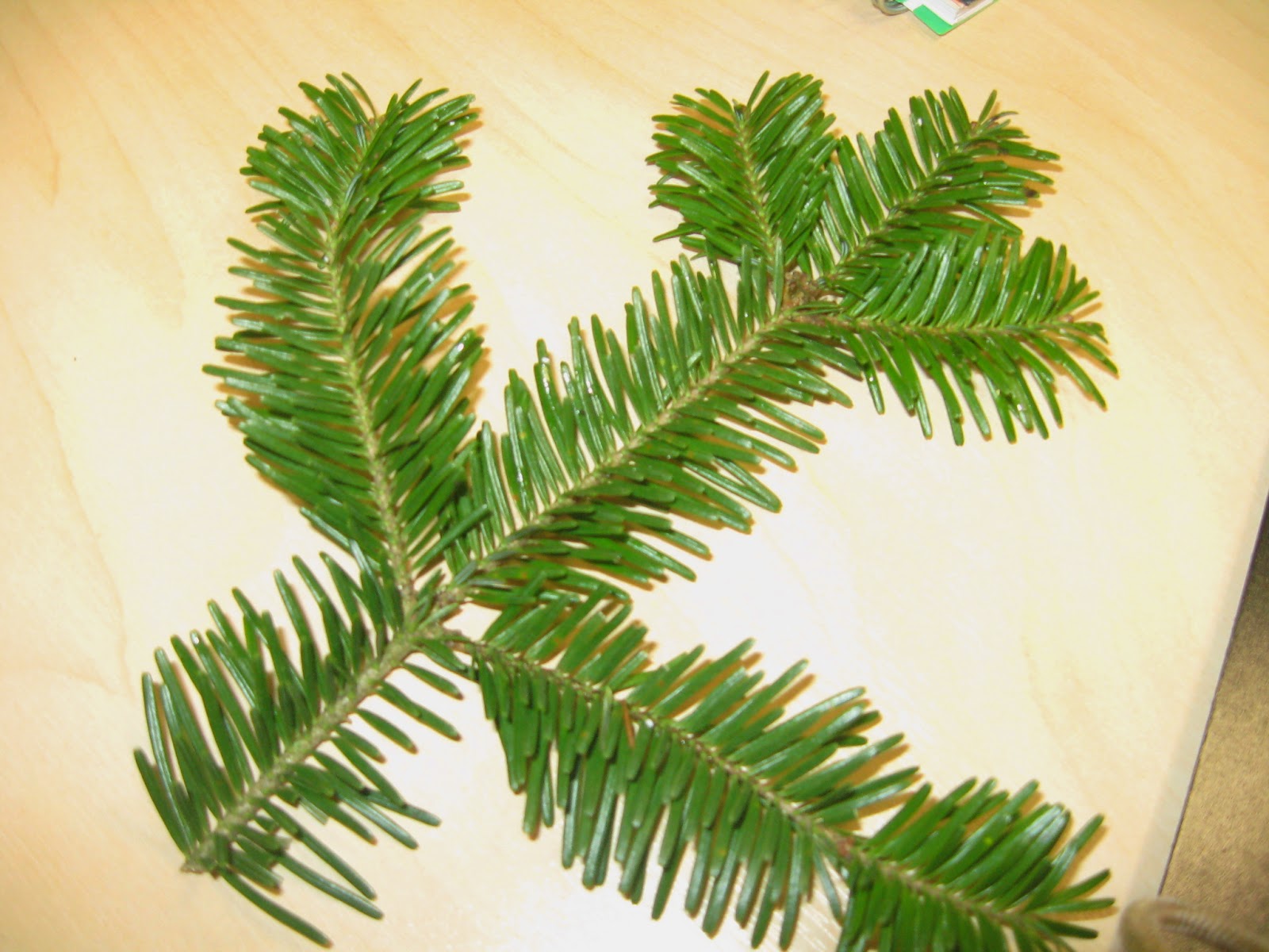 Leenu õpib taimi: Okaspuude oksad