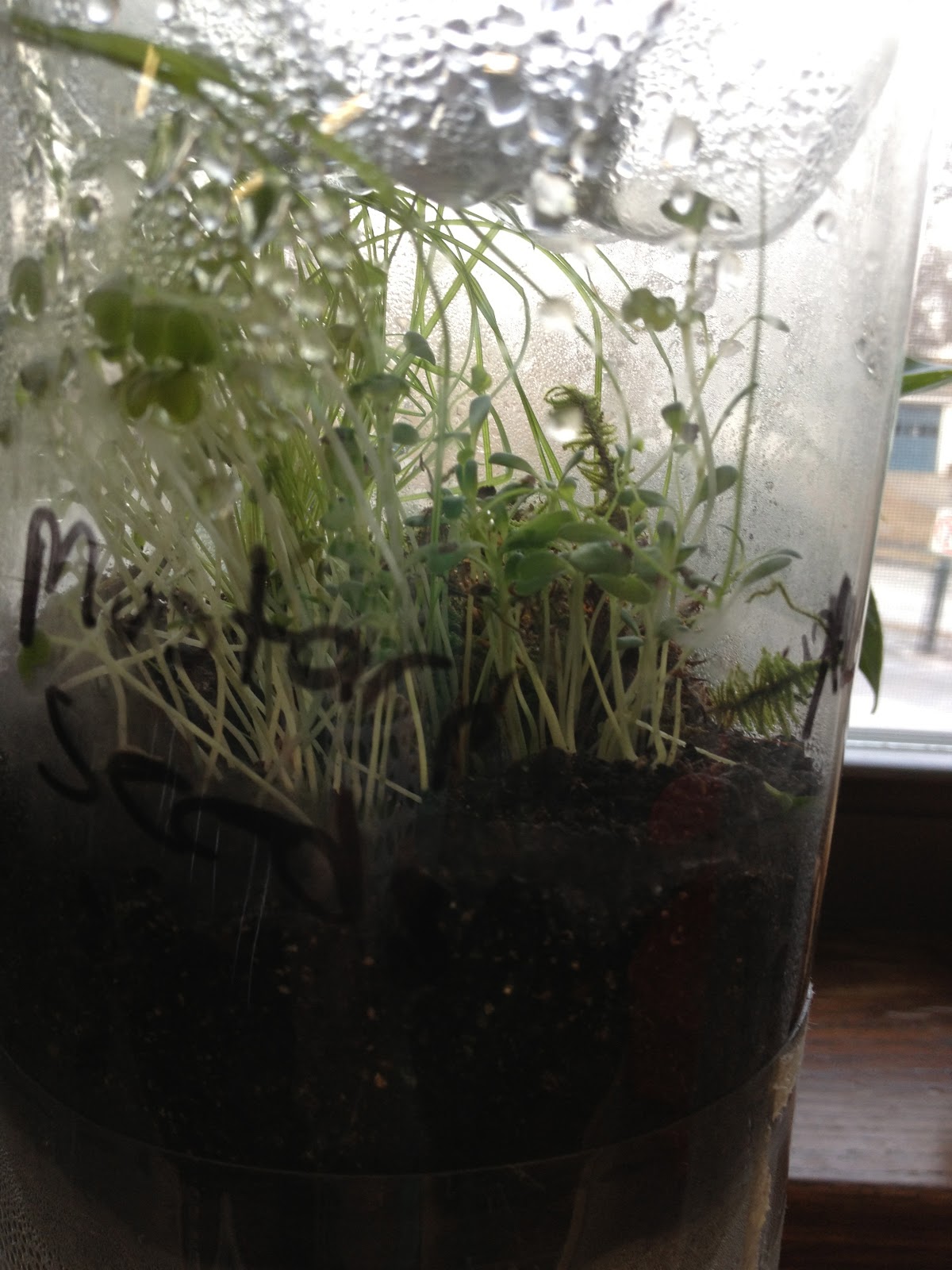 Ecocolumn Project for the Elementary Science Classroom - Endeavors in ...