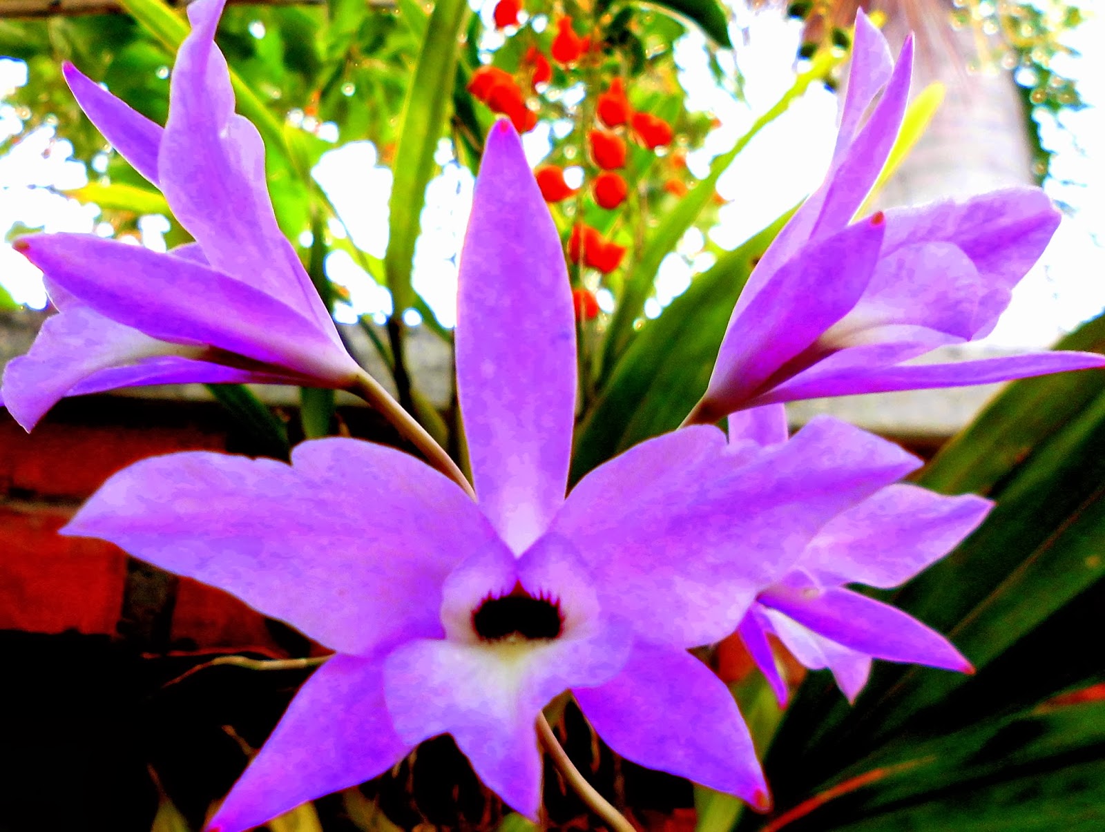 Guaria Morada | Orquídeas