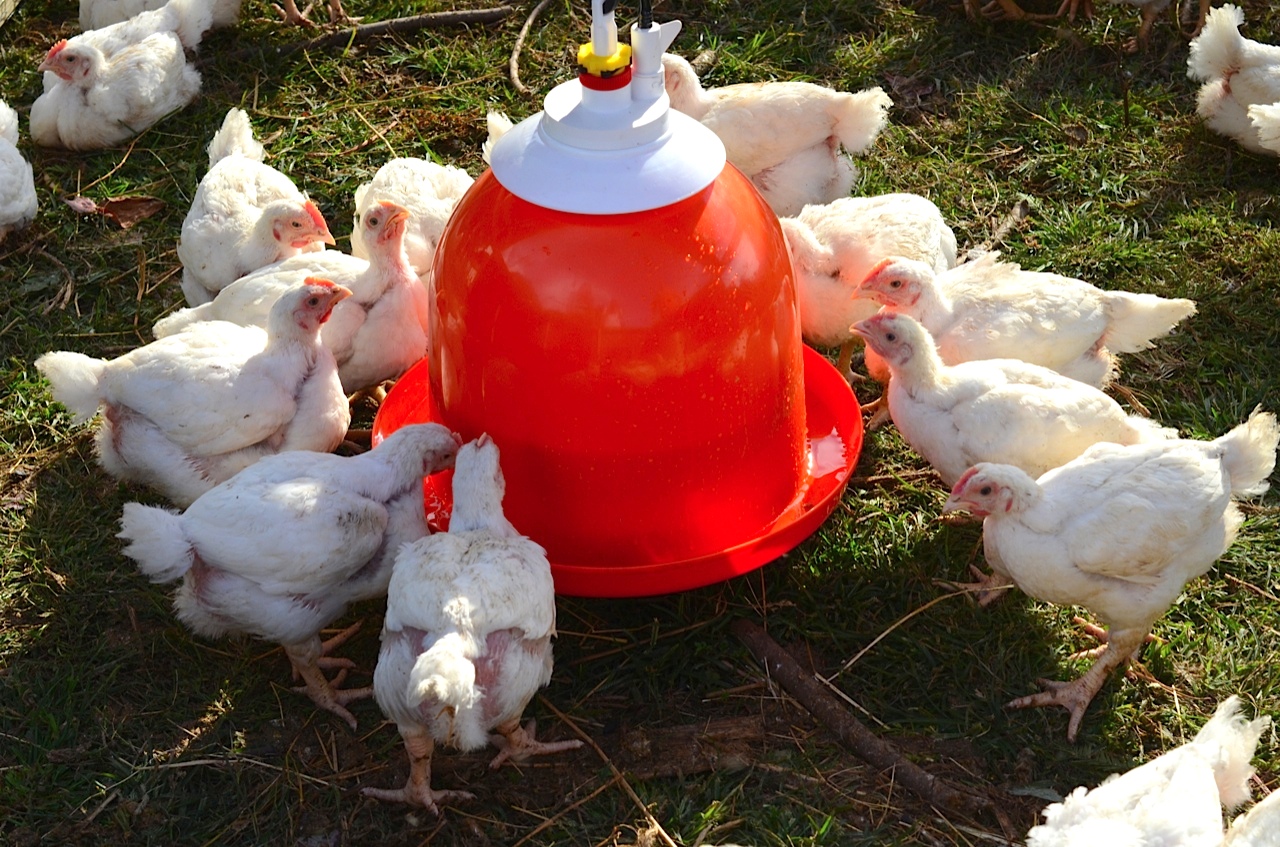 Barberry Hill Farm: Fresh Chicken now available from The Wooly Pig