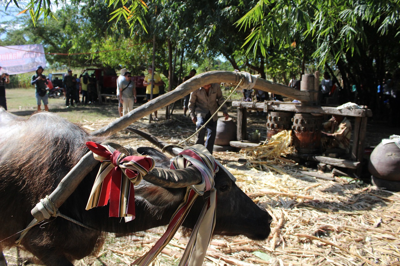 Guling Guling Festival : Paoay, Ilocos Norte's 400 Year Old Tradition