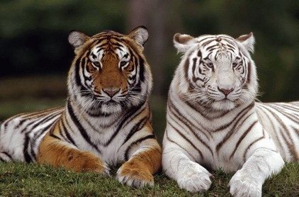 A-Z List of 125 Rare Albino Animals [Pics] - Our World Stuff