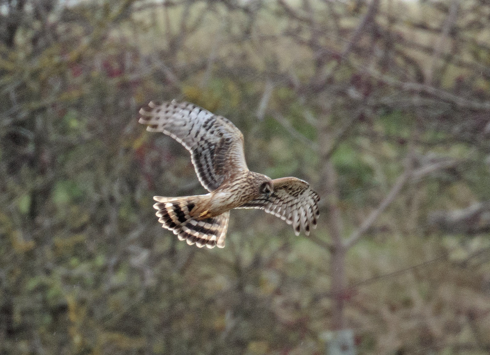 pewit: juvenile male Hen Harrier