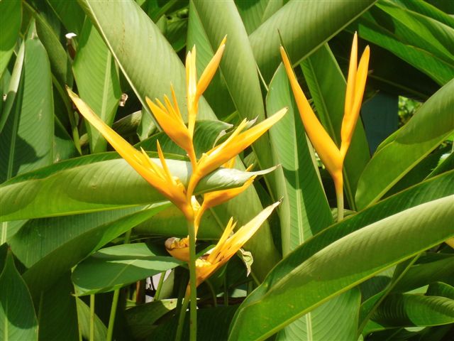 Exotic Plants in Indonesia : 04/23/13