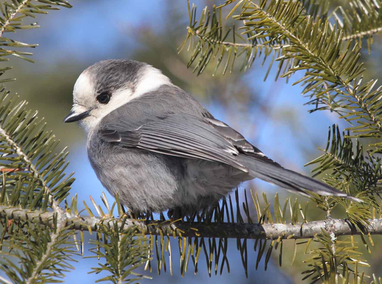 Les oiseaux de la région de La Pocatière, Québec: La mi-temps de l'hiver