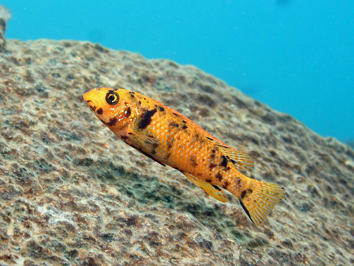 ...ruessbrugg retour ond es bizzli meh...: Malawi - Fische im Lake Malawi