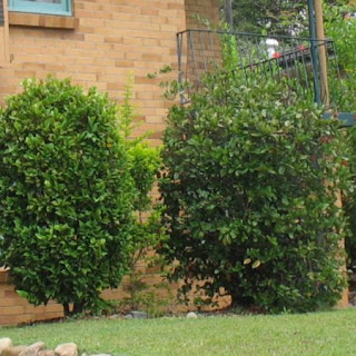 Forest Rebuilding: What is the difference between the Bushes and shrubs?