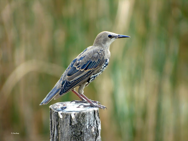 PASARI DIN ROMANIA: graur