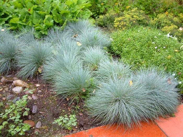 Seminte si plante de gradina hobby: Iarba decorativa Festuca glauca