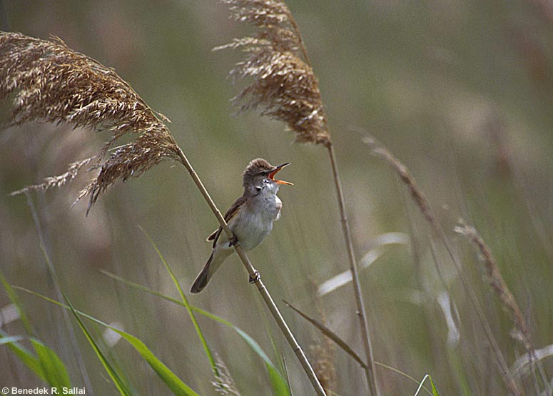 Buda Birds: Hortobagy National Park - An introduction