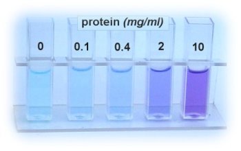 #33 Food test 4 - Biuret test for Proteins | Biology Notes for IGCSE ...