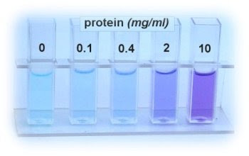 #33 Food test 4 - Biuret test for Proteins | Biology Notes for IGCSE ...